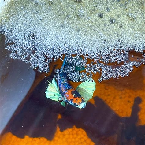 เลิฟเบตต้าฟิช การดูแลปลาป่วยในบ่อ โดยเฉพาะช่วงเลี้ยงลูกปลา ถ้าไม่อยากใช้ “ยา” เคมี สามารถใช้