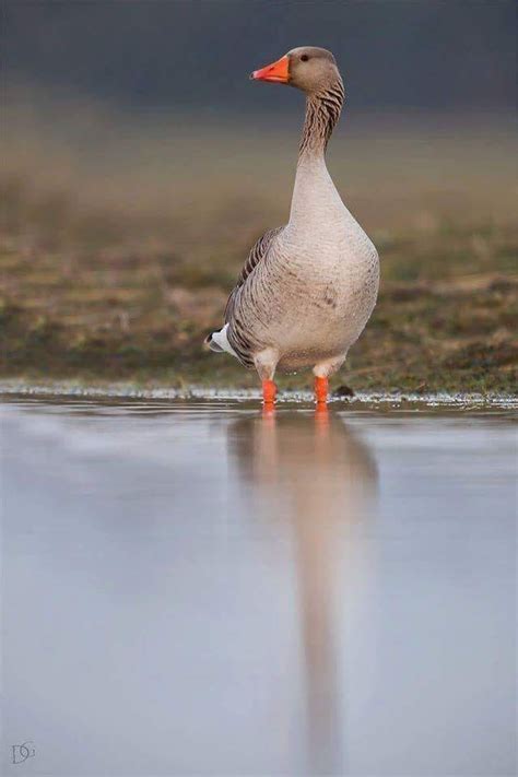 ეს ბატი არის მეგობრებო 😁 არ ნადირობა საქართველოში