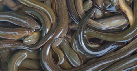 Glass Eels In Philippines At Michael Carandini Blog