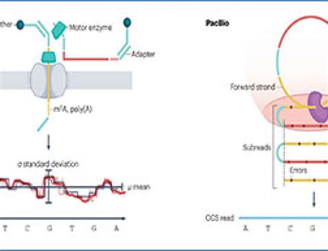 A Brief Overview Of Single Cell RNA Sequencing Technologies And Applications RNA Seq Blog