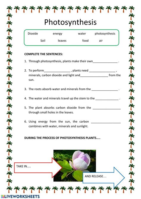Photosynthesys Interactive Worksheet Grade 6 Math Worksheets