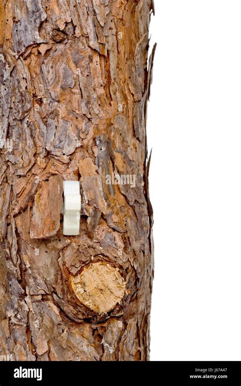 Energy Power Electricity Electric Power Current Bark Light Tree Trunk Energy Stock Photo Alamy