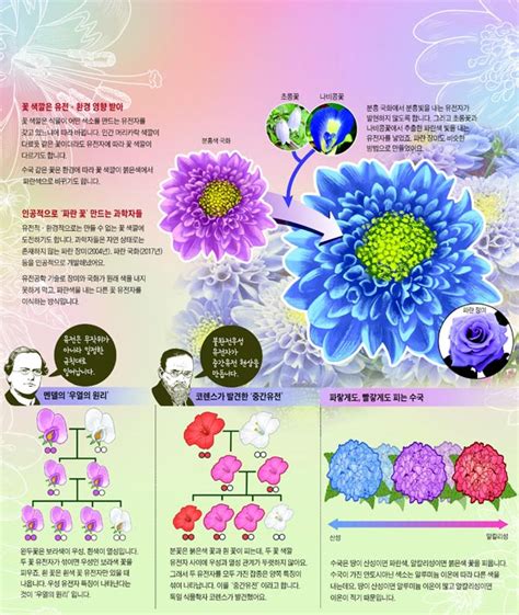재미있는 과학 꽃의 색깔 파란 장미 이어 파란 국화도 유전자 변형해 만들었죠 네이버 블로그