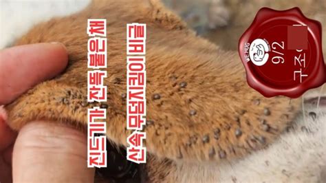 온몸에 진드기로 괴로워하는 무덤지킴이 비글 구조 비글학대 진드기 무덤지킴이 Youtube