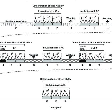 The Graphic Shows The Procedure For Measuring Contractility Of Uterine