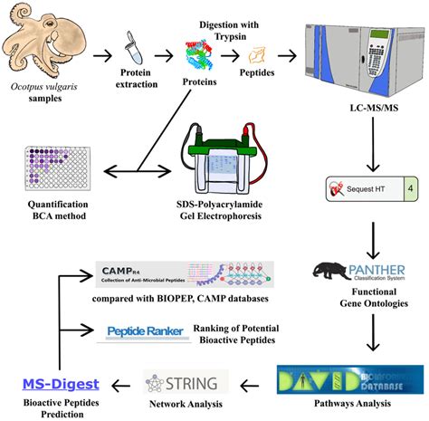 Workflow Used To Perform The Extraction Quantification And Digestion