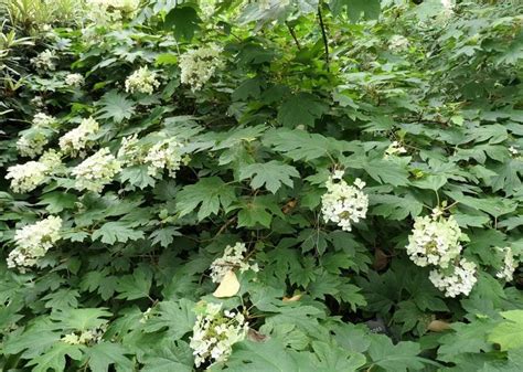 Hydrangea Quercifolia Pee Wee 12 Pot Hello Hello Plants