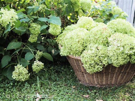 Harvesting Hydrangeas Q Is For Quandie