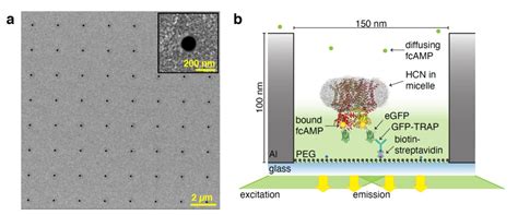 Microscopy A Front Row View Ornl