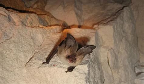 Нетопырь в 2020 г | Хорьки, Редкие животные, Млекопитающие