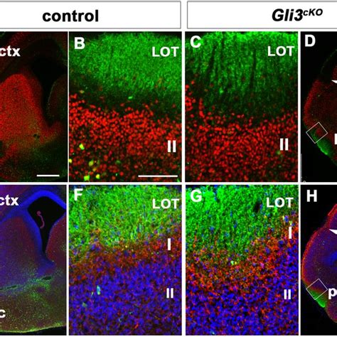 Innervation Of The Piriform Cortex Is Disorganized In P7 Gli3cko