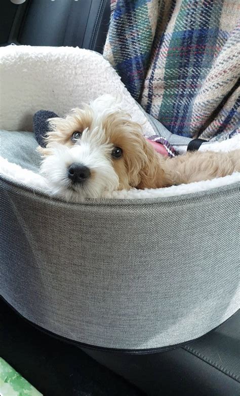 Cockerdoodlepoo Licensed Cockapoo Breeders Guildford