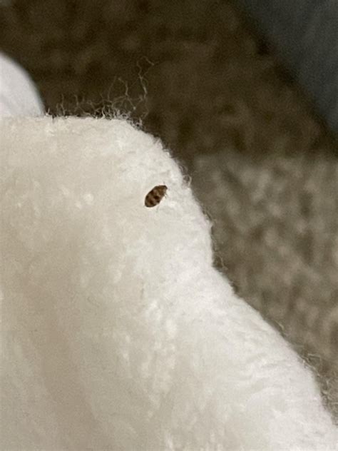What Is This Bug On My Blanket Rwhatisthisbug