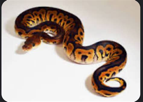 Ball Python Blank Template Imgflip
