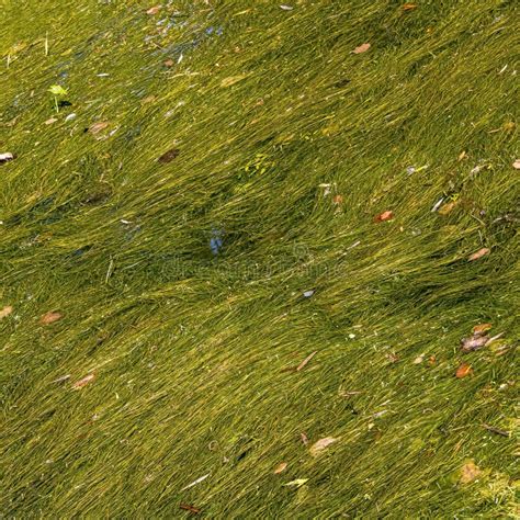 Algae And Grass Covered Creek In Summer Stock Image Image Of Travel