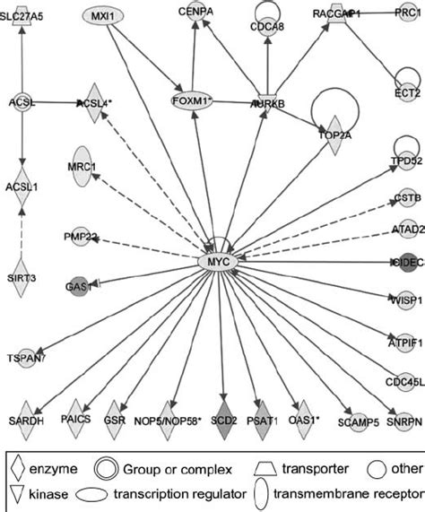 The First Network Cell Cycle Cellular Movement And Cancer Download Scientific Diagram