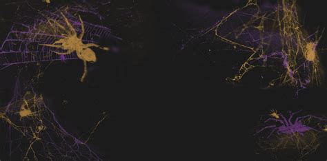 On Hover Animate Image Using Freezeframejs Rcodecademy