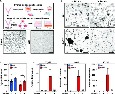 Stromal Epithelial Co Culture Impacts Esr1 À À Organoid Development A Download Scientific