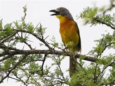 Gray Headed Bushshrike Ebird