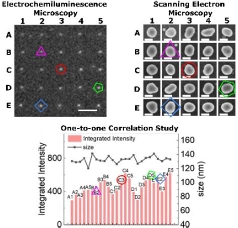 Towards Electrochemiluminescence Microscopy Exploration Of Plasmonic