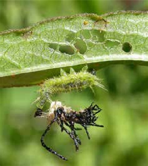 Figur 3 Larv Av Svartbent Sköldbagge Cassida Murraea Med Den Gamla
