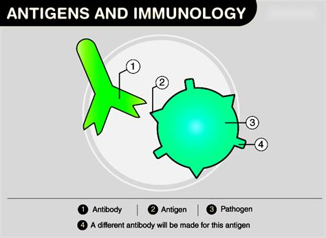 Understanding Antigens And Immunology Testbook
