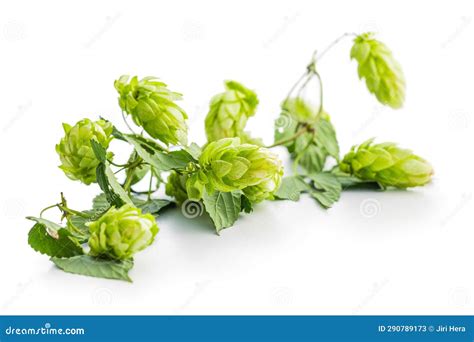 Green Hops Crop Isolated On White Background Stock Image Image Of