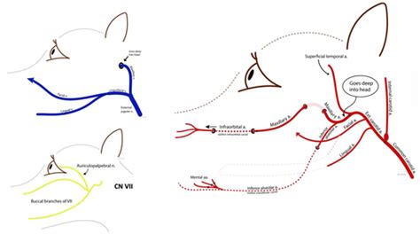 Neurovasculature Sinuses Lymphatic System Glands Flashcards Quizlet