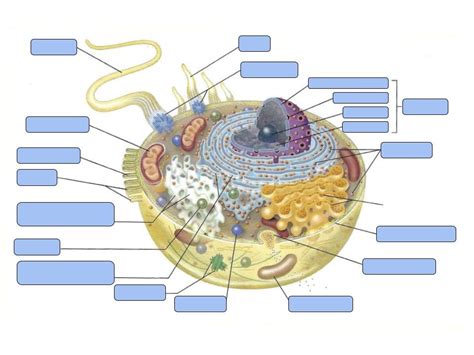 Anatomy And Physiology I Lab Chapter 4 Structure Of A Cell Diagram Quizlet