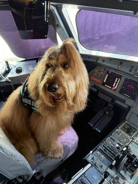 “dad Im Not Sure Im Qualified For Brodie That Dood Facebook