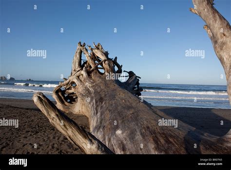 Huge Tree Trunk Washed Up On Beach In The Pacific Northwest Stock Photo Alamy