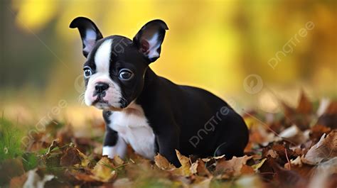보스턴 테리어 3 4k 월페이퍼 보스턴 테리어 강아지 사진 배경 일러스트 및 사진 무료 다운로드 Pngtree