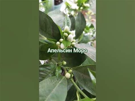 Апельсин Моро починає квітнути - YouTube