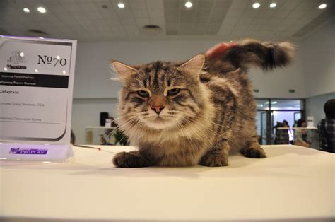 Блог про кота