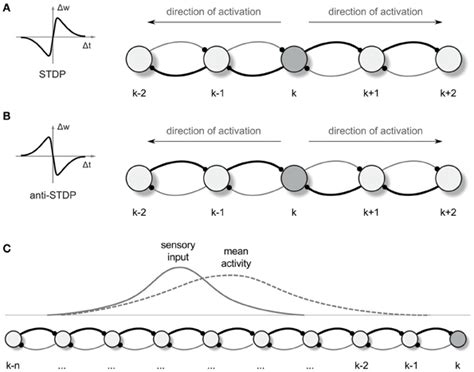 Synaptic Vector Field Formation Ab Illustration Of The Synaptic Download Scientific Diagram
