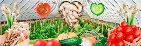 Овощи и фрукты оптом купить в Крыму Крым Овощ