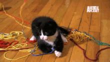 Cat Yarn S Tenor