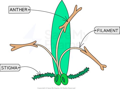 Wind Pollination Adaptations Igcse Biology Revision Notes