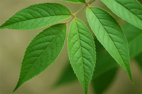 Hickory Tree Leaves Identification A Complete Guide