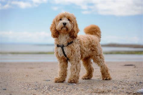 Can You Register A Litter Of Cockapoo Puppies Designer Dog