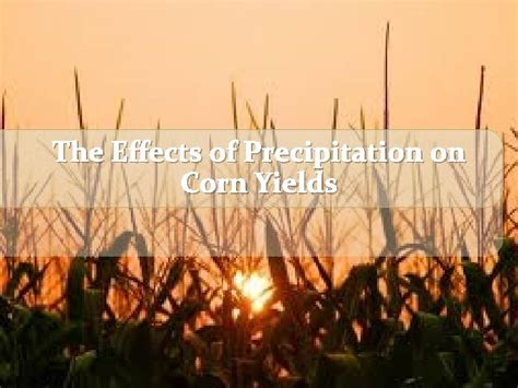 The Effects Of Precipitation On Corn Yields Hypothesis