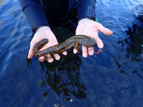 Missouris Decades Long Effort To Save The Hellbender From Extinction