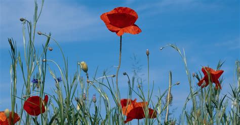 경치 계절별 필드 계절의 꽃 고요한 광경 고요한 전망 꽃 꽃 풍경 꽃밭 농업 지역 농촌 풍경 독일 리겔 암 카이저슈툴 맑은 하늘 바덴 뷔 르템 베르크