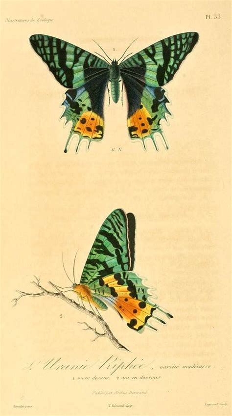 Chrysiridia Rhipheus 1831 Drawing Public Domain Image Picryl