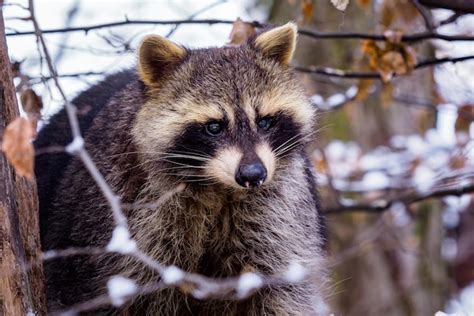 Premium Photo Raccoon Procyon Lotor In Winter Also Known As The North American Raccoon