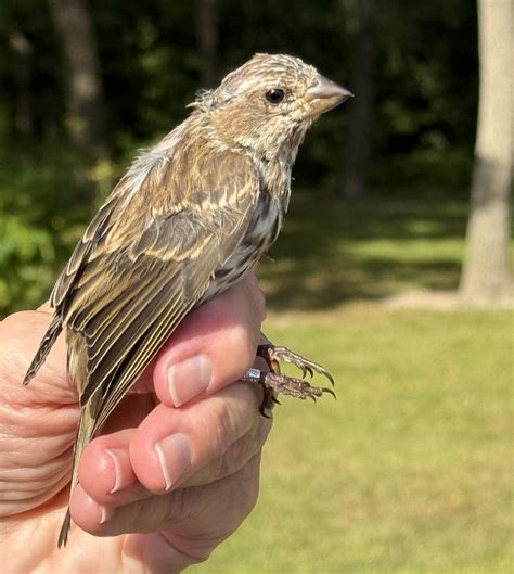 Sand Our First Purple Finch Of The Season A Hatching Year Bird
