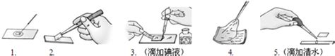 制作洋葱鳞片叶内表皮临时玻片标本的正确顺序是 A．甲→乙→丙b．乙→丙→甲c．丙→乙→甲d．乙→丙→甲——青夏教育精英家教网——