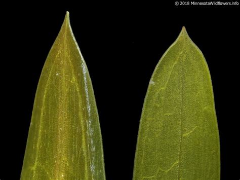 Potamogeton Zosteriformis Flat Stem Pondweed Minnesota Wildflowers