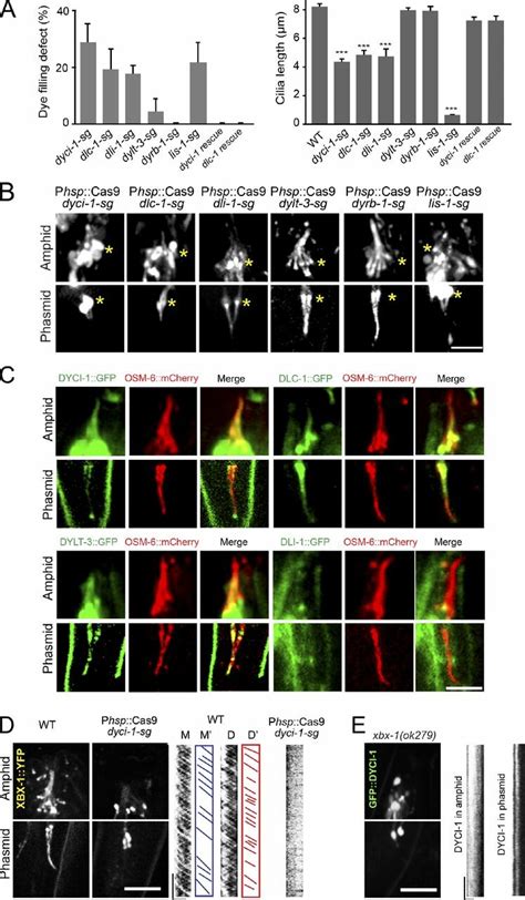 ciliary defects in conditional mutants of embryonically essential