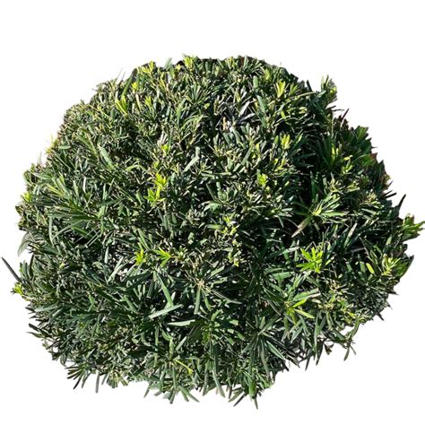 Podocarpus Macrophyllus 12m Noah Garden Centre